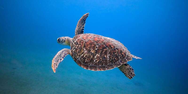 Animali in via di estinzione: adotta ora | WWF Italia - Aziende WWF Italia